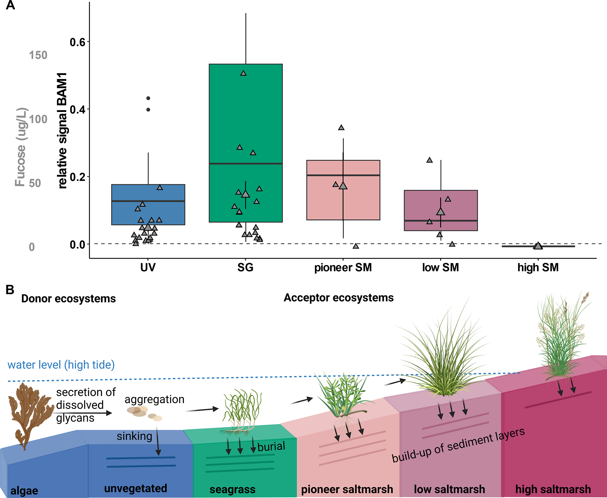 BG - Fucoidan carbon is stored in coastal vegetated ecosystems